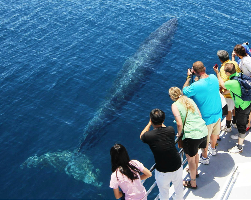 Preparing for Your Alaska Whale Watching Tour - Alaska Whale Watching Tours